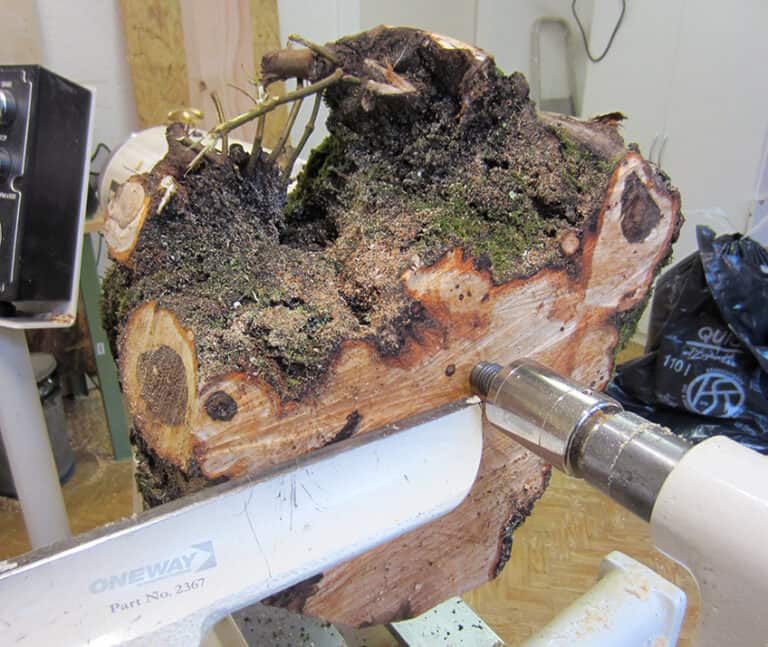 What Is Burl Wood? - Types of Burled Wood and Their Uses