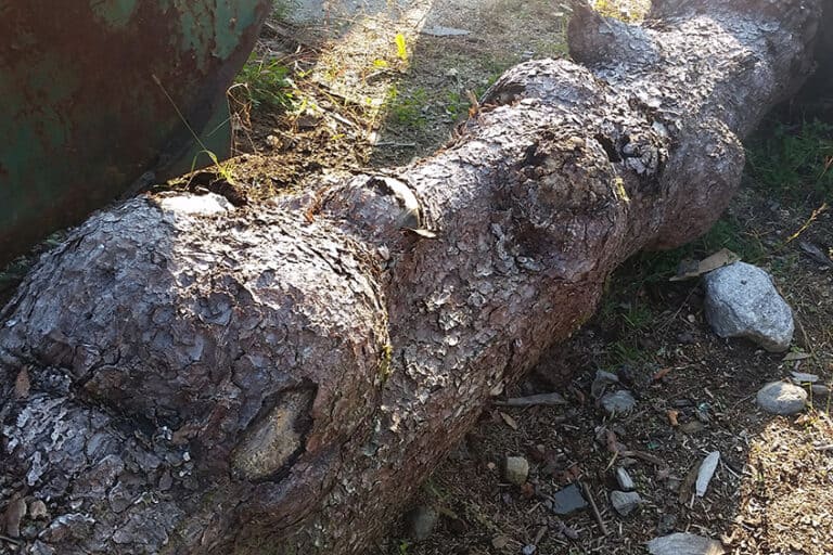 What Is Burl Wood? - Types of Burled Wood and Their Uses