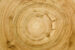 Cypress Wood - Guide to This Durable and Versatile Softwood
